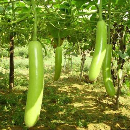 KRISHNA Pusa Meghdoot Bottle Gourd / Ghiya Seed Seed Price in India - Buy KRISHNA Pusa Meghdoot ...