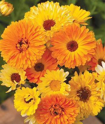 Laddu Gopal Calendula Bon Bon Mix flower 250 Seed x 1 packet Seed Price ...