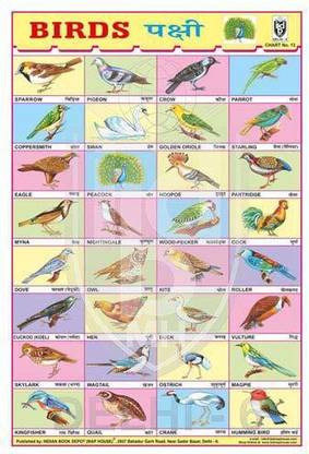 32 PHOTOS BIRDS CHART [Wall Chart] BOOK DEPOT (MAP HOUSE) Paper Print ...