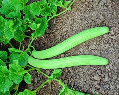 YOUNG STAR KAKRI SEEDS, Long Melon Kakri SEEDS, Cucumber Kakdi Seeds ...