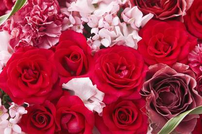Flower Poster For Decoration|Red Rose Flowers Wall Sticker|Wall Decor ...