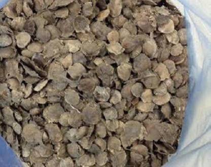 Sjeme Lal Chandan / Red Sanders Seed Seed Price in India - Buy Sjeme ...