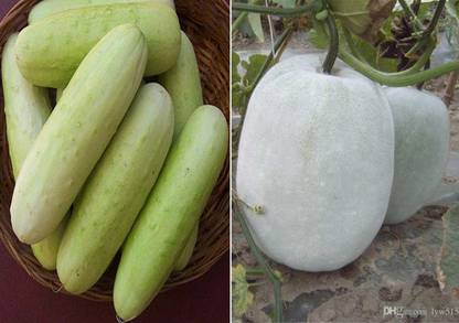 Antier Cucumber White Long and Ash Gourd (Mithai Petha) Seed Price in ...