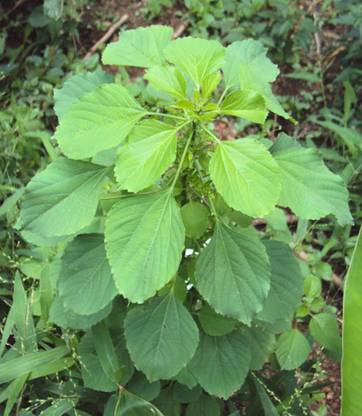 Plantzoin Indian Nettle Plant Price in India - Buy Plantzoin Indian ...
