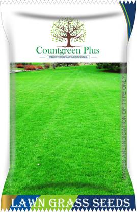 Countgreen Plus Lawn Grass (Durva Grass, Doob Ghaas) 10gm 500+ Seeds ...