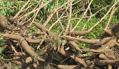 Agri Dot Tapioca Stem/ Cassava Stem Seed Price in India - Buy Agri Dot ...