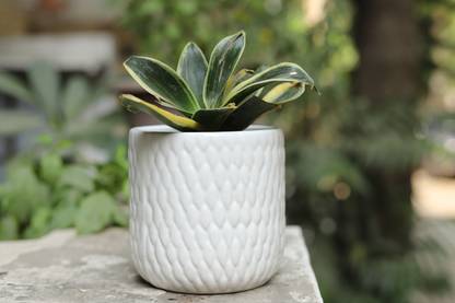 Bright Shop Gamla Plant Container Set, Ceramic Planter Pot For Indoor ...