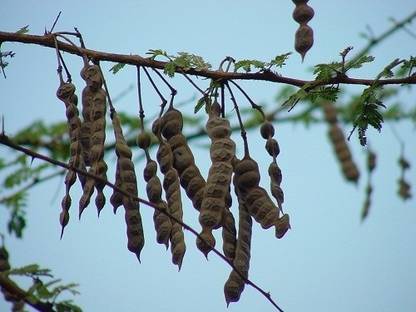 PLANTZON Babool Plant Seed Price in India - Buy PLANTZON Babool Plant ...