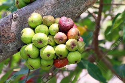 Trothic Gular/Cluster Fig Plant Price in India - Buy Trothic Gular ...