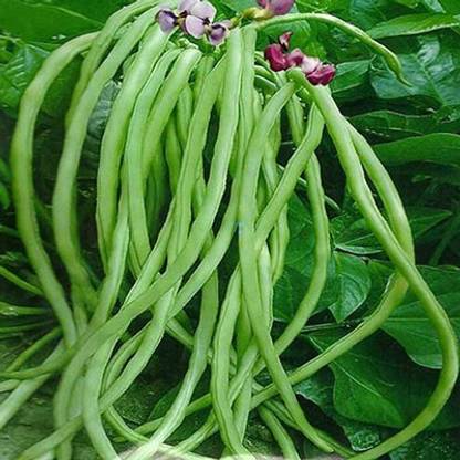 ganga enterprise Cowpea Seeds Choli Seeds Seed Price in India - Buy ...