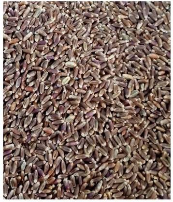 WILLVINE ™Punjab Natural Purple Wheat Seeds for Farming and Sowing Seed ...