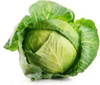 Chalisa Cabbage, Bandha Kobi, Brassica oleracea, Band Gobhi, paudha ...