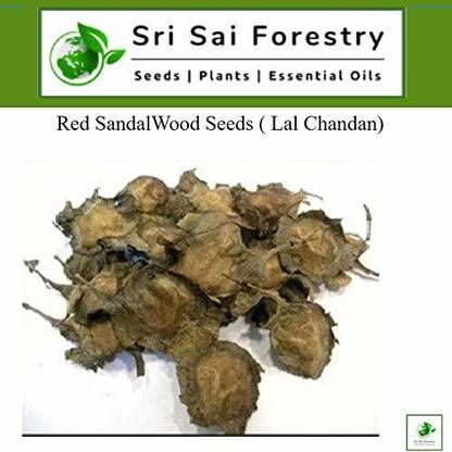 SRI SAI FORESTRY Red Sandalwood Tree Seeds, Lal Chandan Tree Seed Price ...