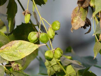 WILLVINE Harsingar Seed Price in India - Buy WILLVINE Harsingar Seed ...