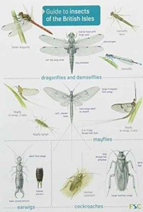 Guide to Insects of the British Isles: Buy Guide to Insects of the ...