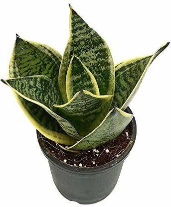 Srs Traders Snake Plant Price in India - Buy Srs Traders Snake Plant ...