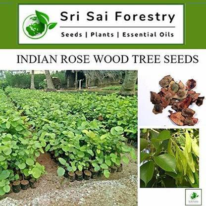 SRI SAI FORESTRY ROSEWOOD TREE SEEDS FOR PLANTING Seed Price in India ...