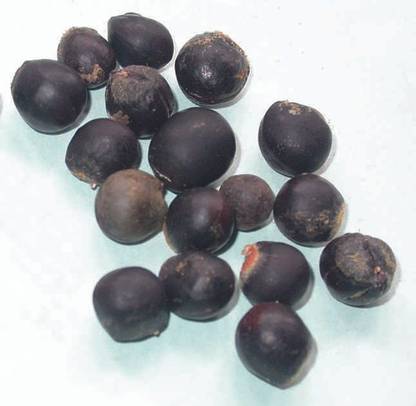 LYRS Reetha Seed Price in India - Buy LYRS Reetha Seed online at ...