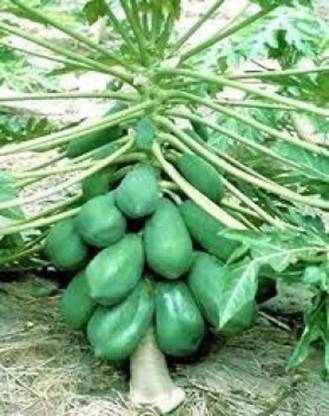 Wellspring PAPAYA (PAPITA) SEED PY1 BEST QUALITY HYBRID FRUIT SEED ...