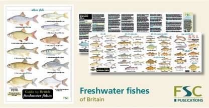 Guide to British Freshwater Fishes: Buy Guide to British Freshwater ...