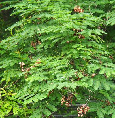 plantsworld Bead Tree, Raktchandan, Red Sandal Wood, Red Saunders Seed ...