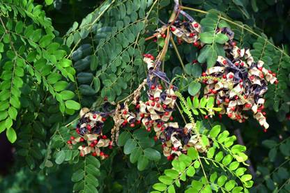 Pioneer Natural Rakta Chandan, Raktchandan, Red Lucky Seed, Red ...