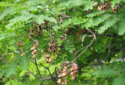plantsworld Raktachandan, Bead tree, Acacia Coral, Coral Wood Seed ...