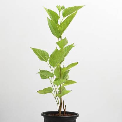 Corofitam Shahtoot/Mulberry Plant Price in India - Buy Corofitam ...