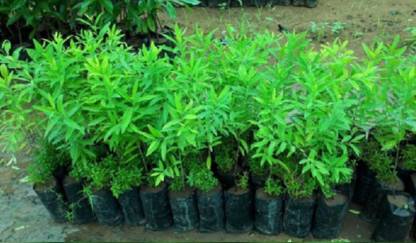 Pioneer Natural Chandan, Safed Chandan, White Chandan, Indian Sandal ...