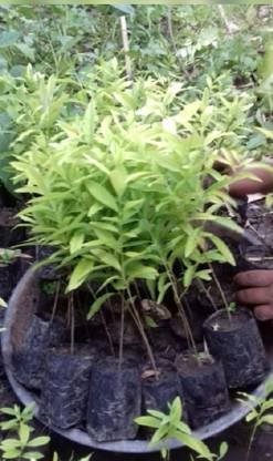 plantsworld Sandal Wood Plant, Sandalwood, Chandana, Sri Gandham Seed ...