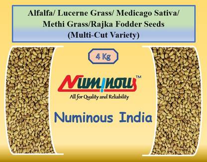 Numinous Alfalfa, Rajka, Medicago Sativa, Methi, Lucerne, Fodder Grass ...