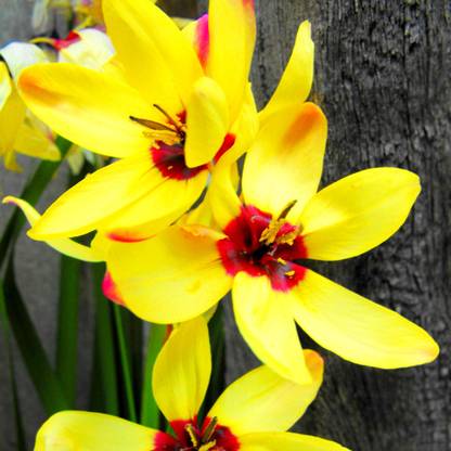 Navya germination Ixia Yellow Emperor Flower Bulbs - Pack of 10 Robust ...