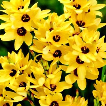 Navya germination Ixia Yellow Emperor Flower Bulbs - Pack of 80 Robust ...
