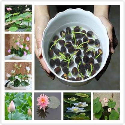 Arko Premium Bonsai Lotus Flower Seeds, Check & Buy Original Seller ...