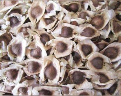 Pioneer Natural Shevga, Shegata, Shevgi, Moringa oleifera, Saragavo ...