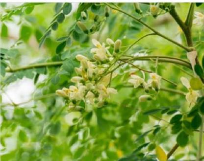 Pioneer Natural Murungai, Drumstick, Sahajan, Segato, Saragavo Seed ...