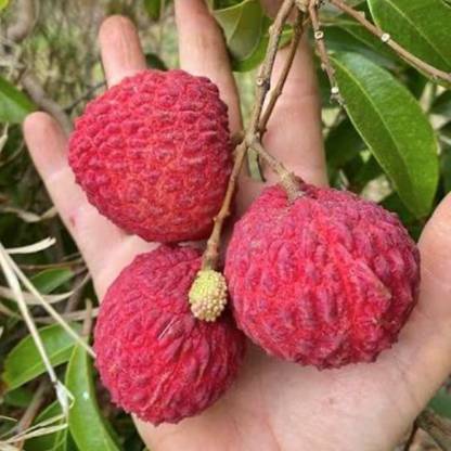 InGreen Litchi Plant Price in India - Buy InGreen Litchi Plant online ...