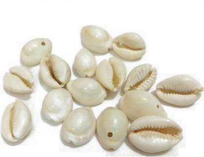 DeysCraft White Glossy Cowrie/Kawdi/Kaudi/Kauri/Kori/Cori Shell for ...