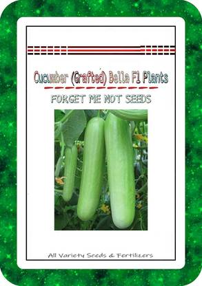 WILLVINE Cucumber (Grafted) Bella Seeds High Quality F1 Hybrid Variety ...