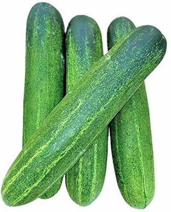 CYBEXIS Hybrid Kheera Cucumber Seeds500 Seeds Seed Price in India - Buy ...