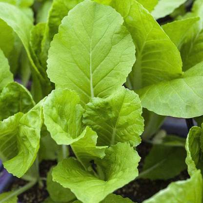 Baby Cabbage Plants