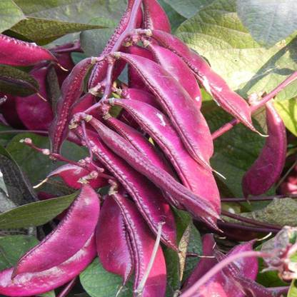 CYBEXIS (Lablab purpureus) Dolichos Lablab Seeds-100 Seeds Seed Price ...