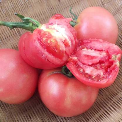TRICONE Tamatar Seed Price in India - Buy TRICONE Tamatar Seed online ...
