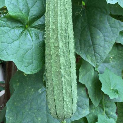 CYBEXIS Smooth Sponge Gourd Seeds-100 Seeds Seed Price in India - Buy ...