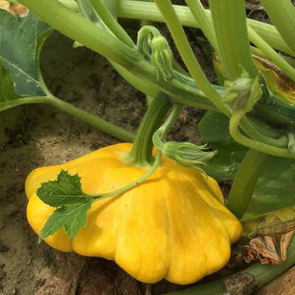 CYBEXIS Hybrid Scallop Squash Pumpkin Seeds 100 Seeds Seed Price in ...