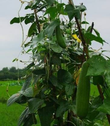 GROUNDOXY BEST QUALITY HYBRID SPONGE GOURD(TORI) VEGETABLE SEEDS FOR ...