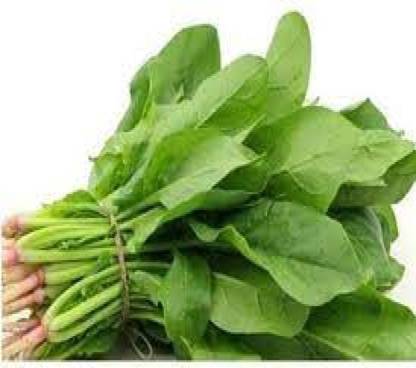 GROUNDOXY BEST QUALITY HYBRID PALAK VEGETABLE SEED FOR YOUR HOMR ...