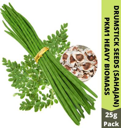 Gennext Drumstick Seeds, Moringa Tree Seeds, Long and Heavy Biomass ...