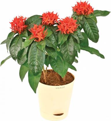 Corofitam Trothic Ixora/Chethi Plant Price in India - Buy Corofitam ...
