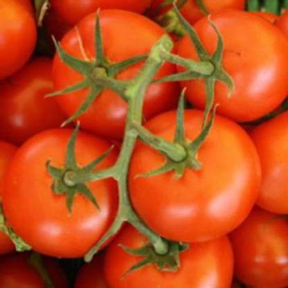 Green World F1 HYBRID TOMATO MAHALAXMI/ TAMATAR SEEDS FOR KITCHEN ...